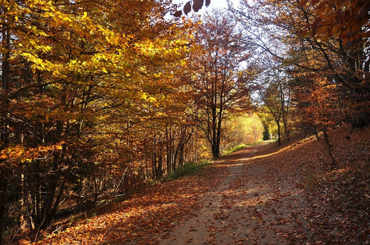 Fotka: Jesenný les - Javorníky - foto 60950 | HIKING.SK
